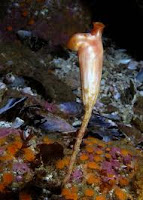 Harbor Watch: The Invasive Club Tunicate