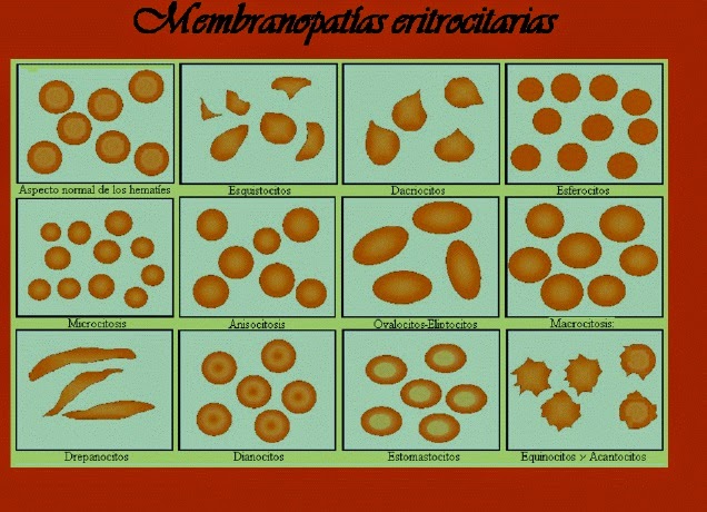Recolección de apuntes: INMUNOLOGÍA: El sistema inmune