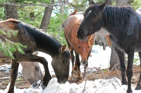 Save The Mustangs History Of The Wild Mustangs Fun Facts save-the-mustangs-history-of-the-wild-mustangs-fun-facts