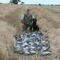 OBSERVATIONS FROM A LIGHTHOUSE ATTENDANT: The Culling of the Pigeons
