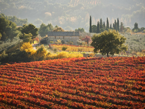 the most beautiful vineyards in the world ~ travell and culture