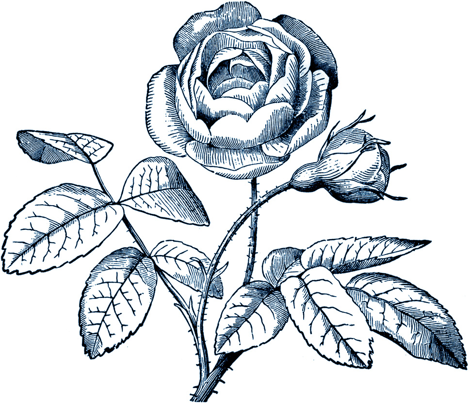 **FREE ViNTaGE DiGiTaL STaMPS**: Free Digital Stamp - Rose Flower Image