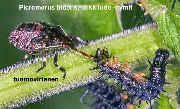 tuomovirtanen: Suomen luteet-Heteroptera-Bugs of Finland