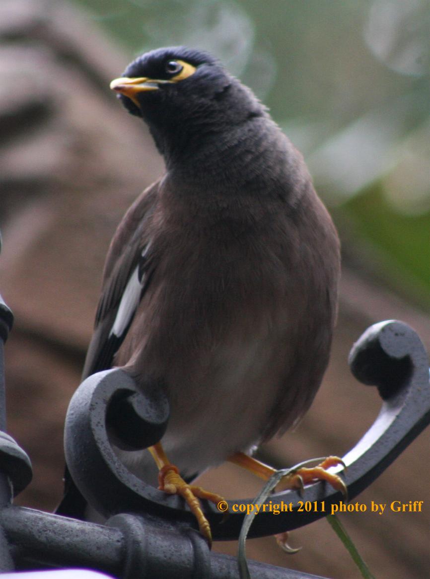Griff's Bird Photos: Myna (Common)