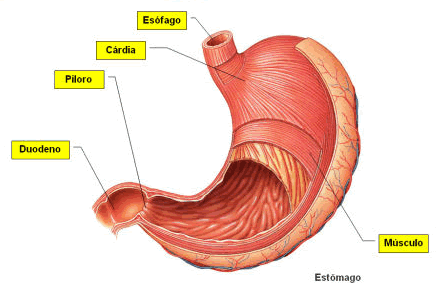 BioDNA: Sistema Digestório