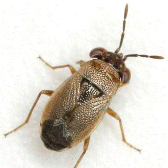 Control biológico : INSECTOS DEPREDADORES: Hemiptera