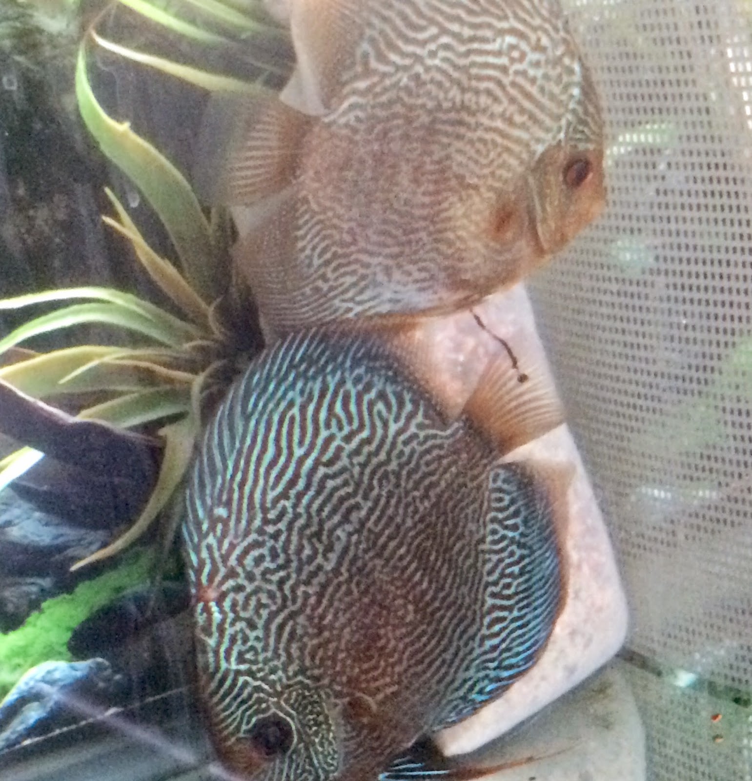 Kaylen's Discus Blog: 2015