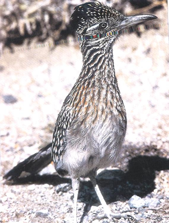 Matorrales Xerófilos: Matorrales Xerófilos Mexicanos