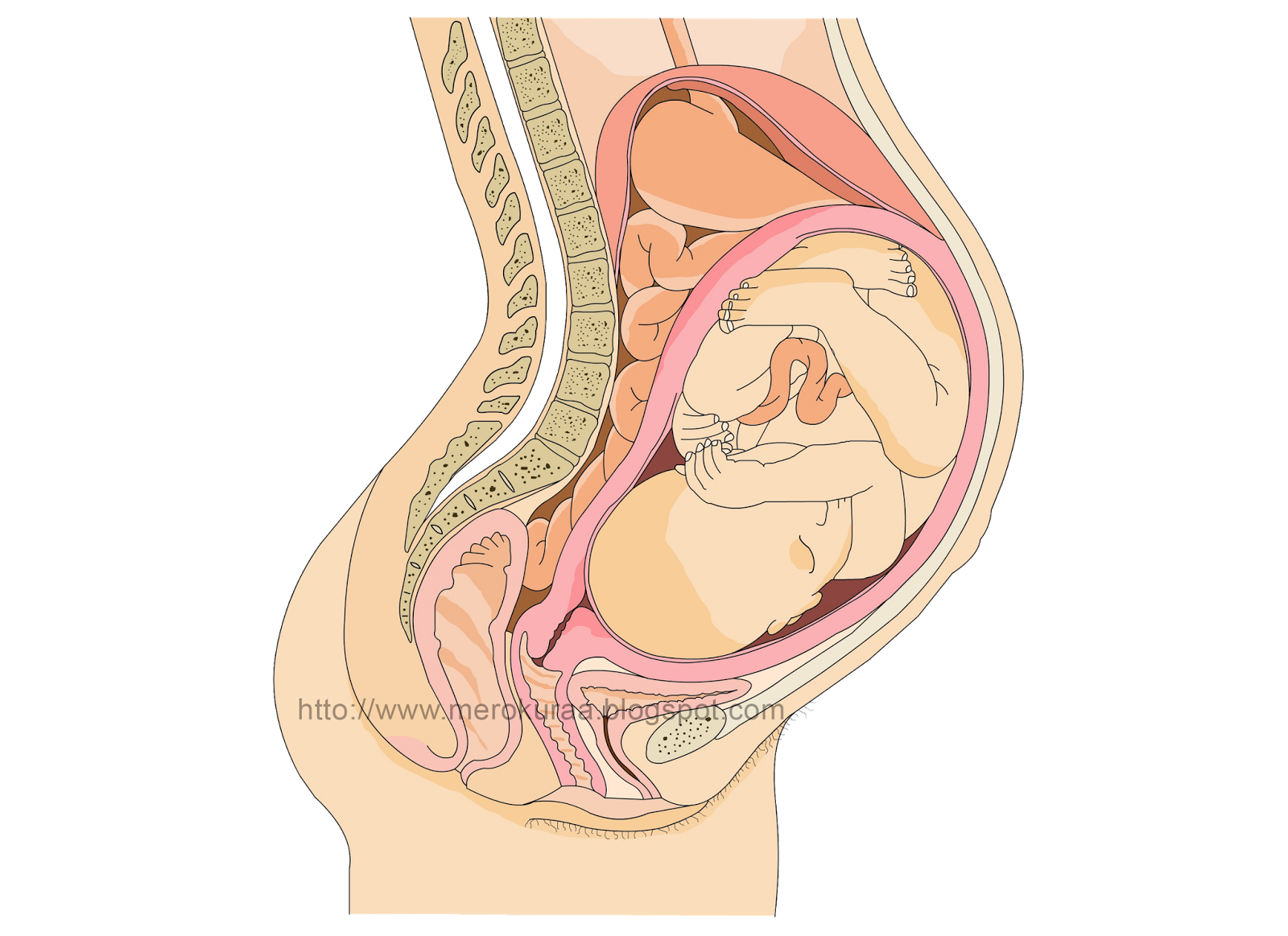 Nine Months Of Pregnancy Mero Kuraa Nepal s English News Portal nine-months-of-pregnancy-mero-kuraa-nepal-s-english-news-portal