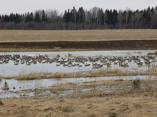 Tegelinski oma kummut: Haned, luiged, tulge koju...