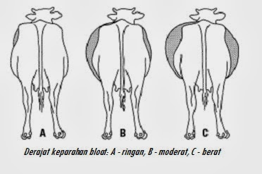 Kembung (Bloat) pada Sapi