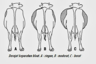 Kembung (Bloat) pada Sapi