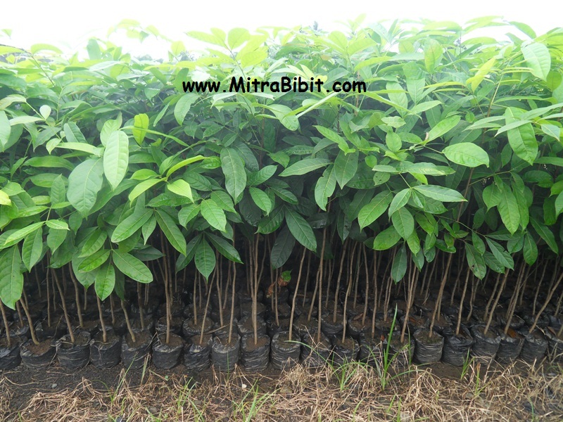 CV. Mitra Bibit: Pohon Mahoni sebagai Salah Satu Alternatif pengganti ...