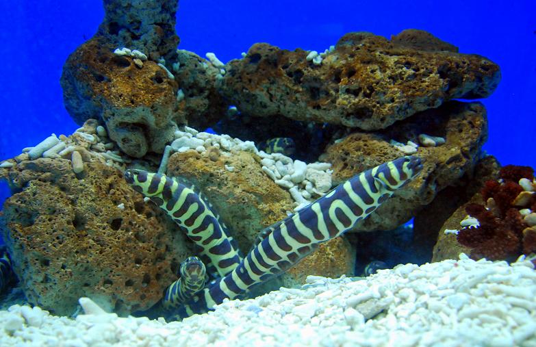 Fishes Fin: Convict Blenny