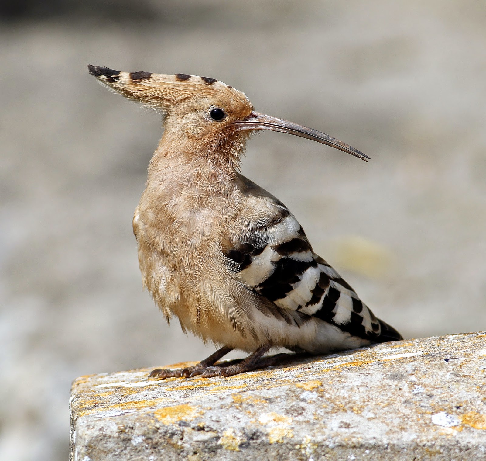 Another Bird Blog: Hoopoe Action From Menorca