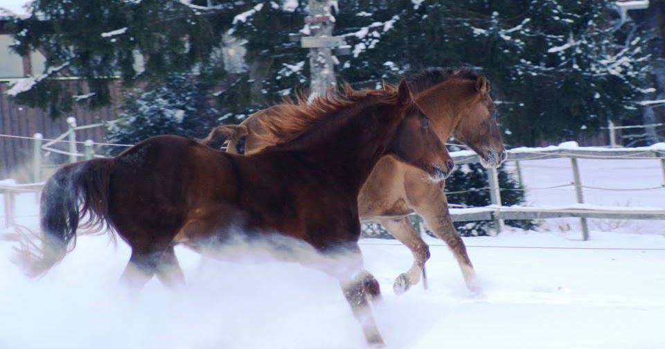 Wellness Pferd: ein herzliches Dankeschön