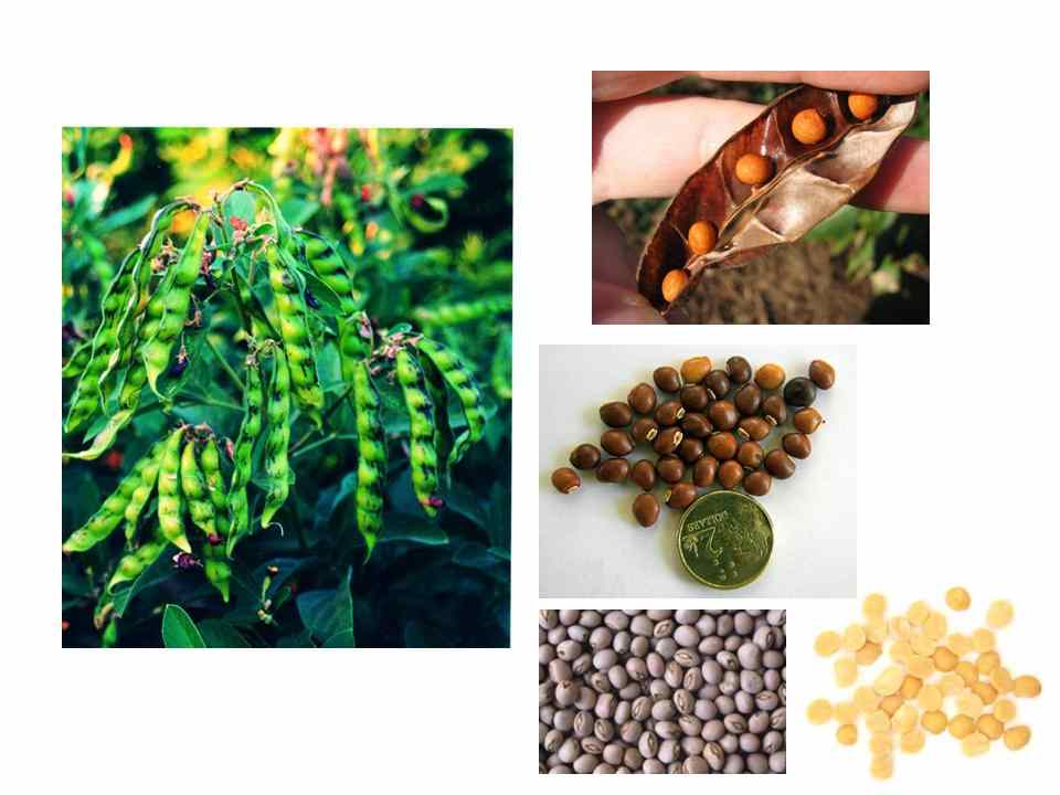 Cooking in Cochin: Cajanus cajan