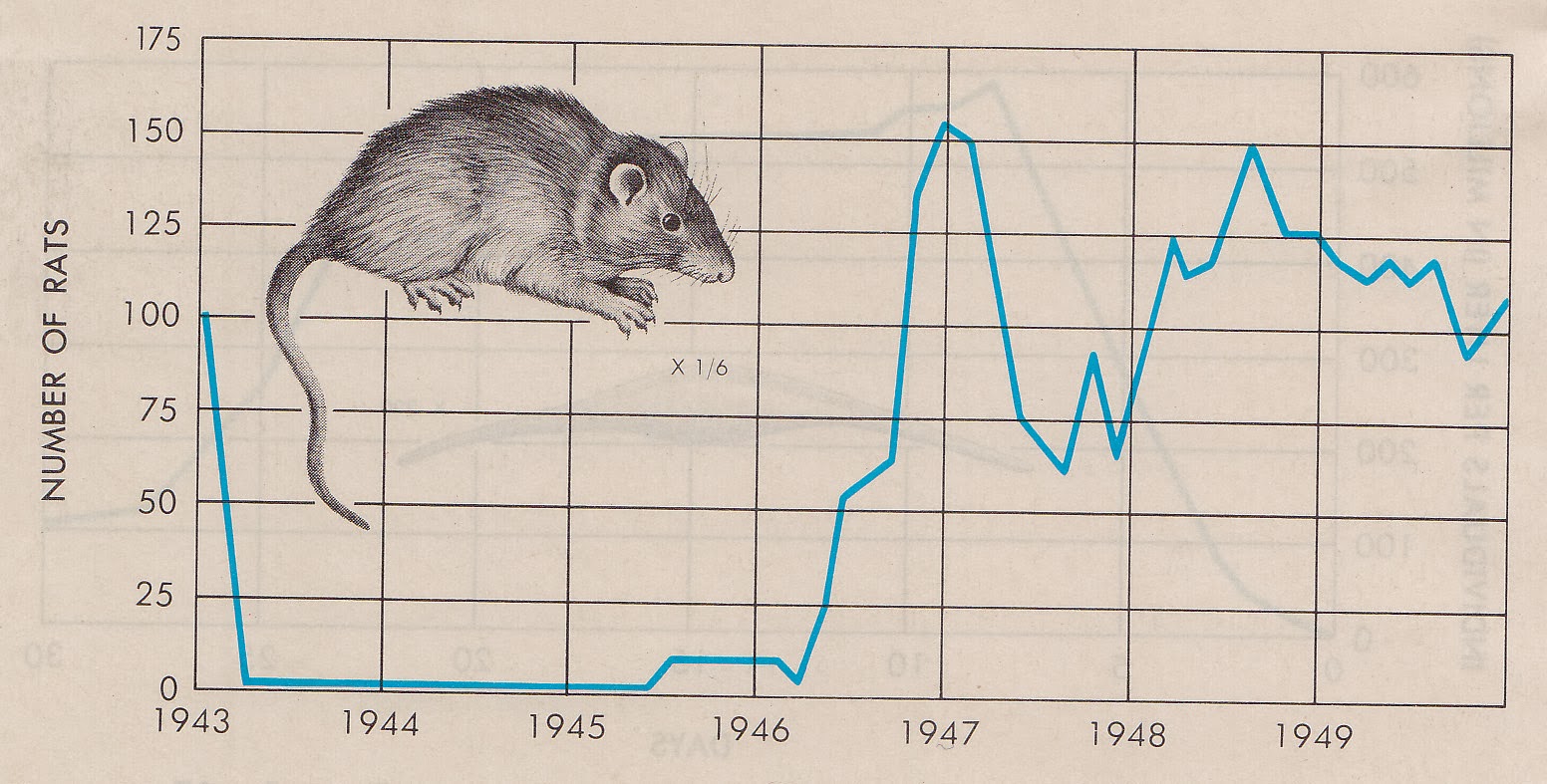 New Dork Post: Rabbit/Rat Testing.
