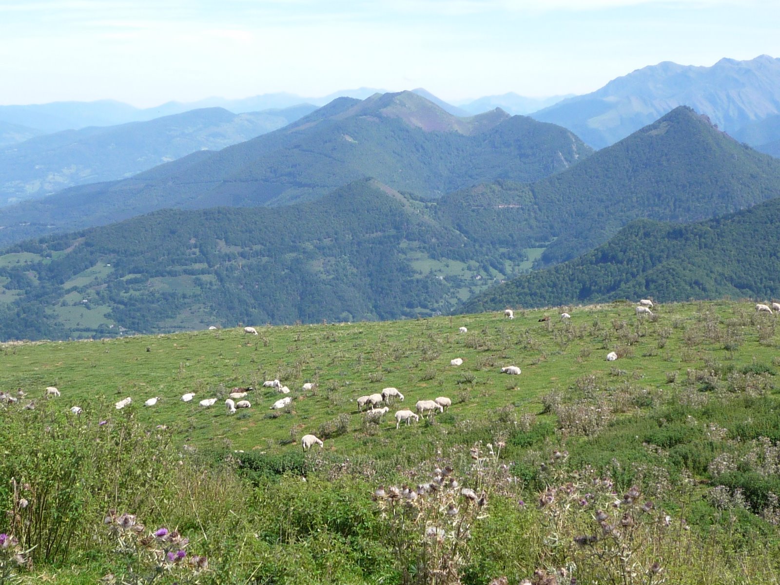 coucoudesariegeois: le Pouech est une montagne bien vivante avec ses ...