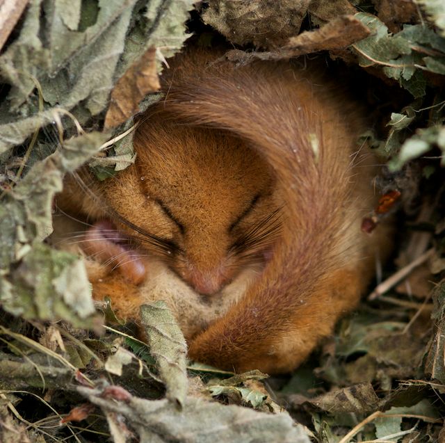 British Wildlife Centre ~ Keeper's Blog: Common Dormouse; Conservation