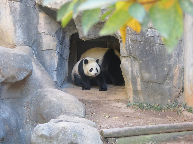 PANDA HABITAT
