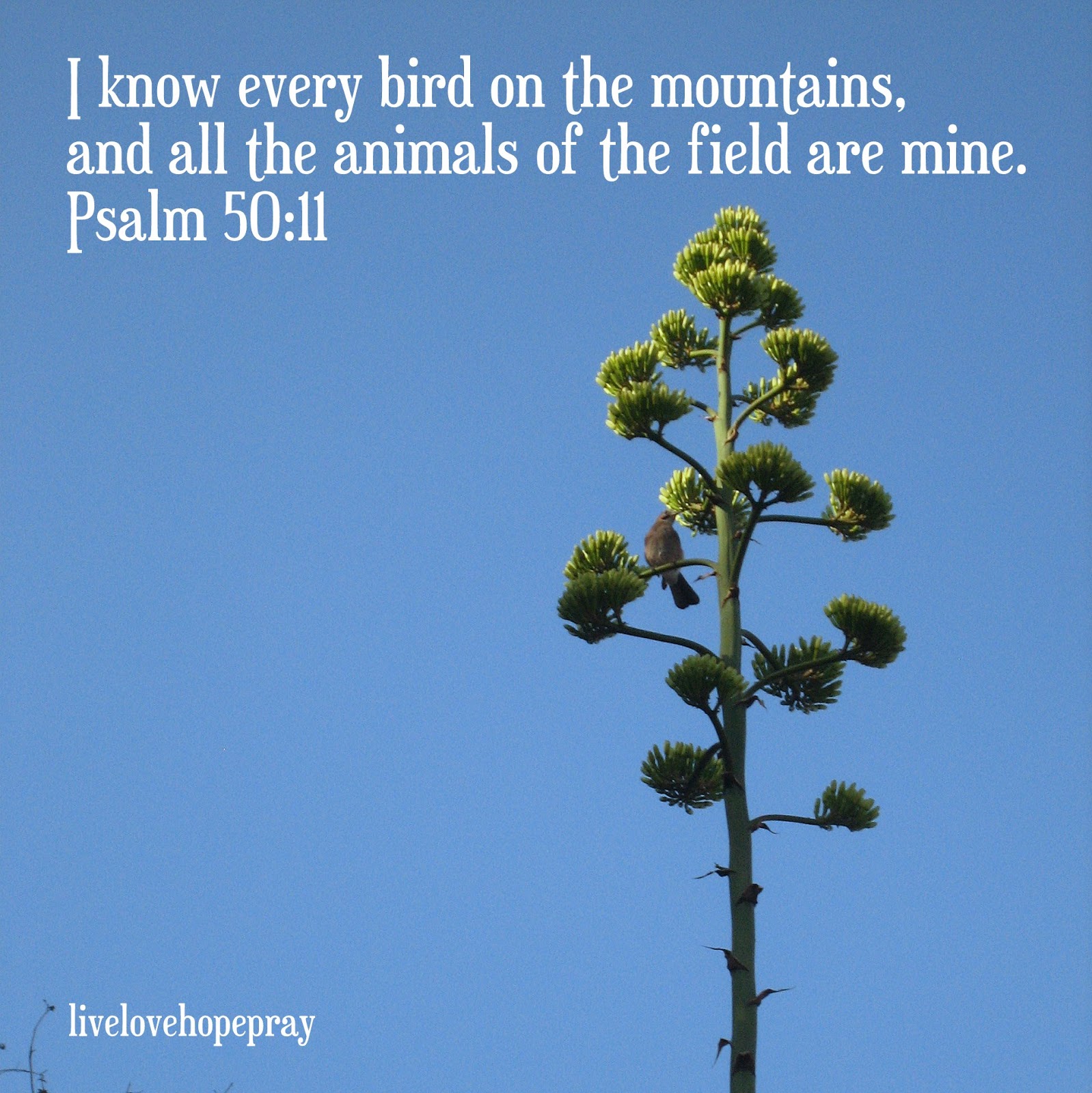 live-love-hope-pray-psalm-50-11