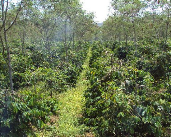 Cara Bercocok Tanam Kopi Green Gorga