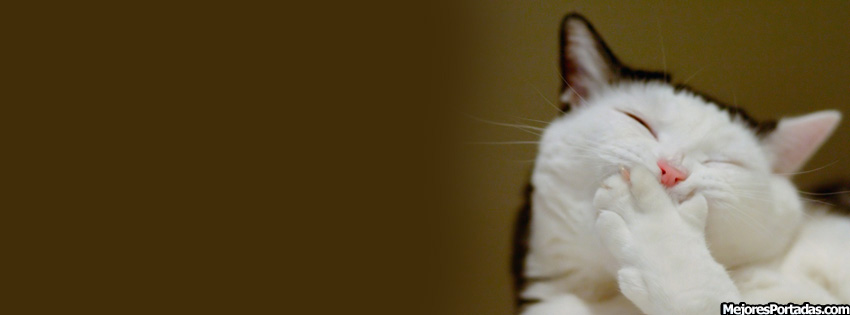 Gatos riendose para portada - Imagui