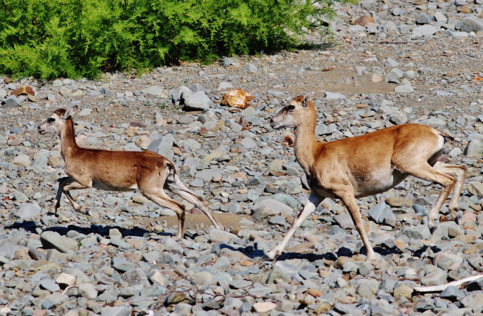 Mammals of Cyprus - Τα θηλαστικά της Κύπρου by George Konstantinou ...