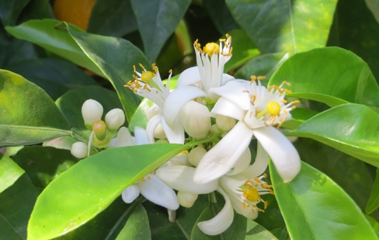 Flores & Más: La Flor del Azahar - Propiedades