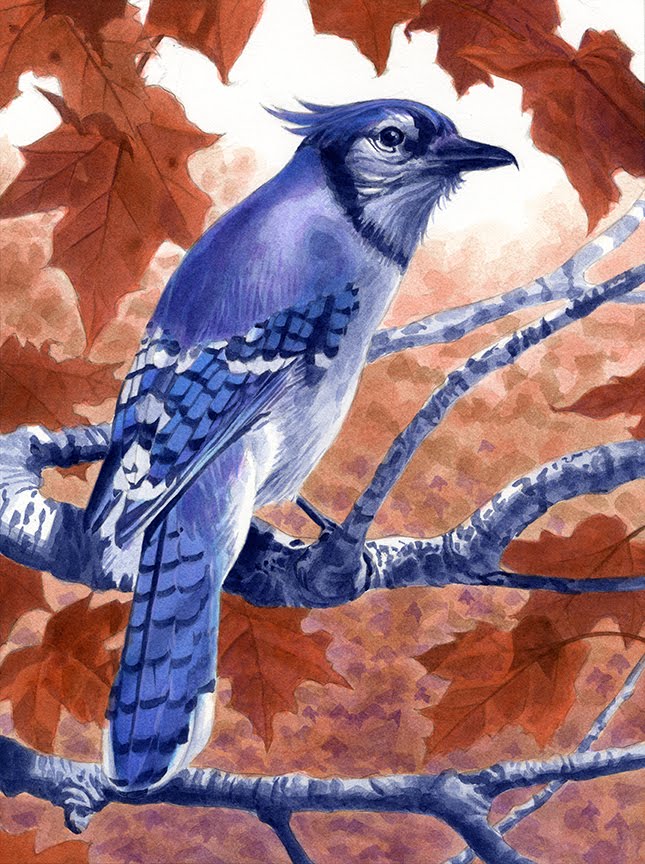 Alan Hawley Illustration: Blue Jay Painting