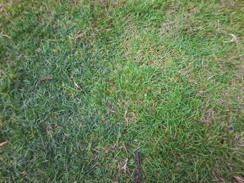 Rumput Jepang Rumput Manila Rumput Peking ~ Arya Flower Landscape