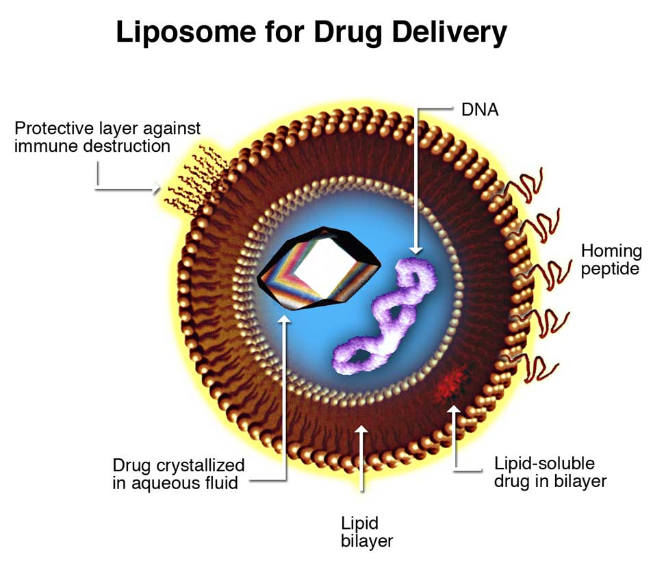 Compounding Pharmacy: Preparations compounded with Liposome