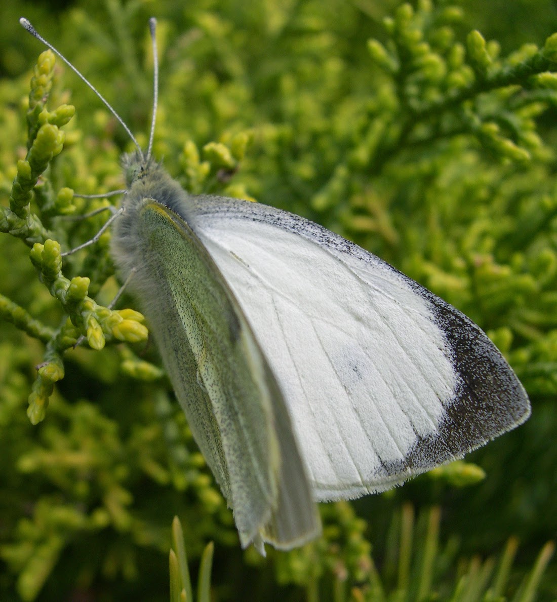 MARIPOSAS (BUTTERFLIES): Pieris brassicae L (Pieridae)