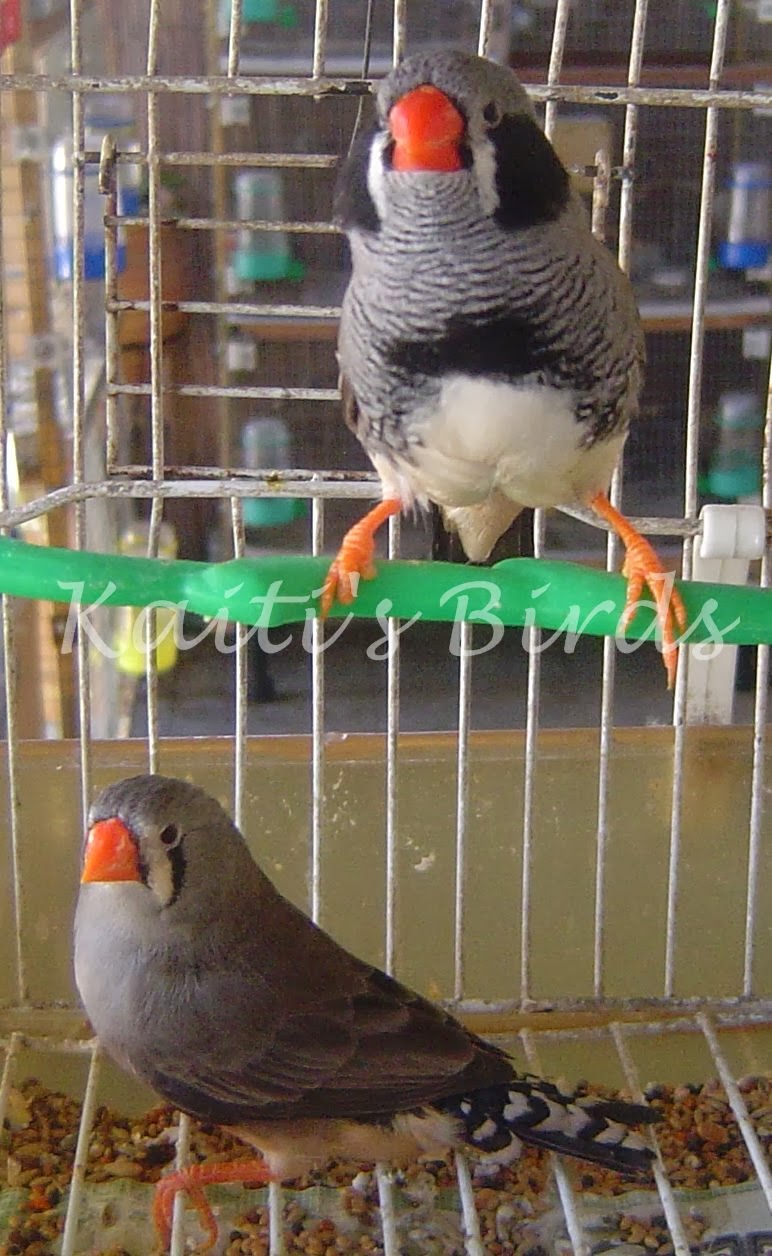 Zebra Breeding : Ζευγάρια Zebra Finches