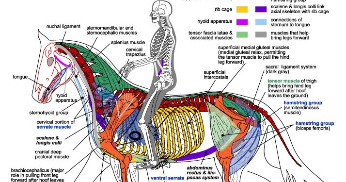 Equine Digest equine-digest
