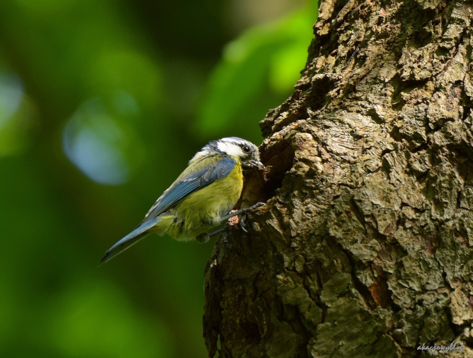 Modraszka zwyczajna czyli sikora modra. | A k a c j o w y B l o g - w ...