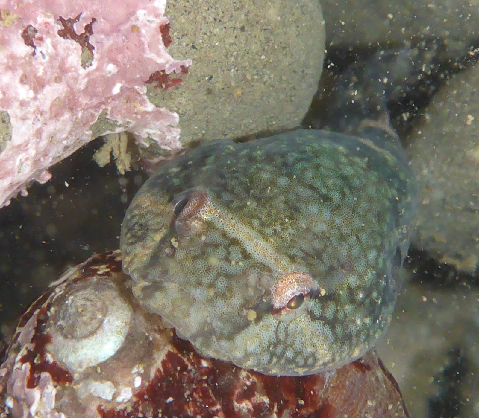 Virginia Tech Ichthyology Class : Clingfish Are Powerful Clingers in ...
