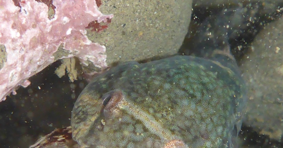 Virginia Tech Ichthyology Class : Clingfish Are Powerful Clingers in ...