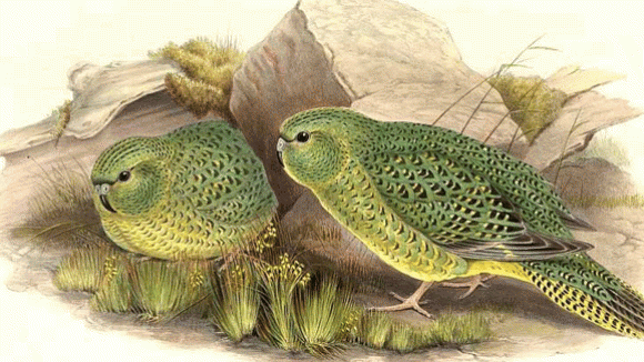 sunshinecoastbirds: Previously Undisclosed Night Parrot Sighting
