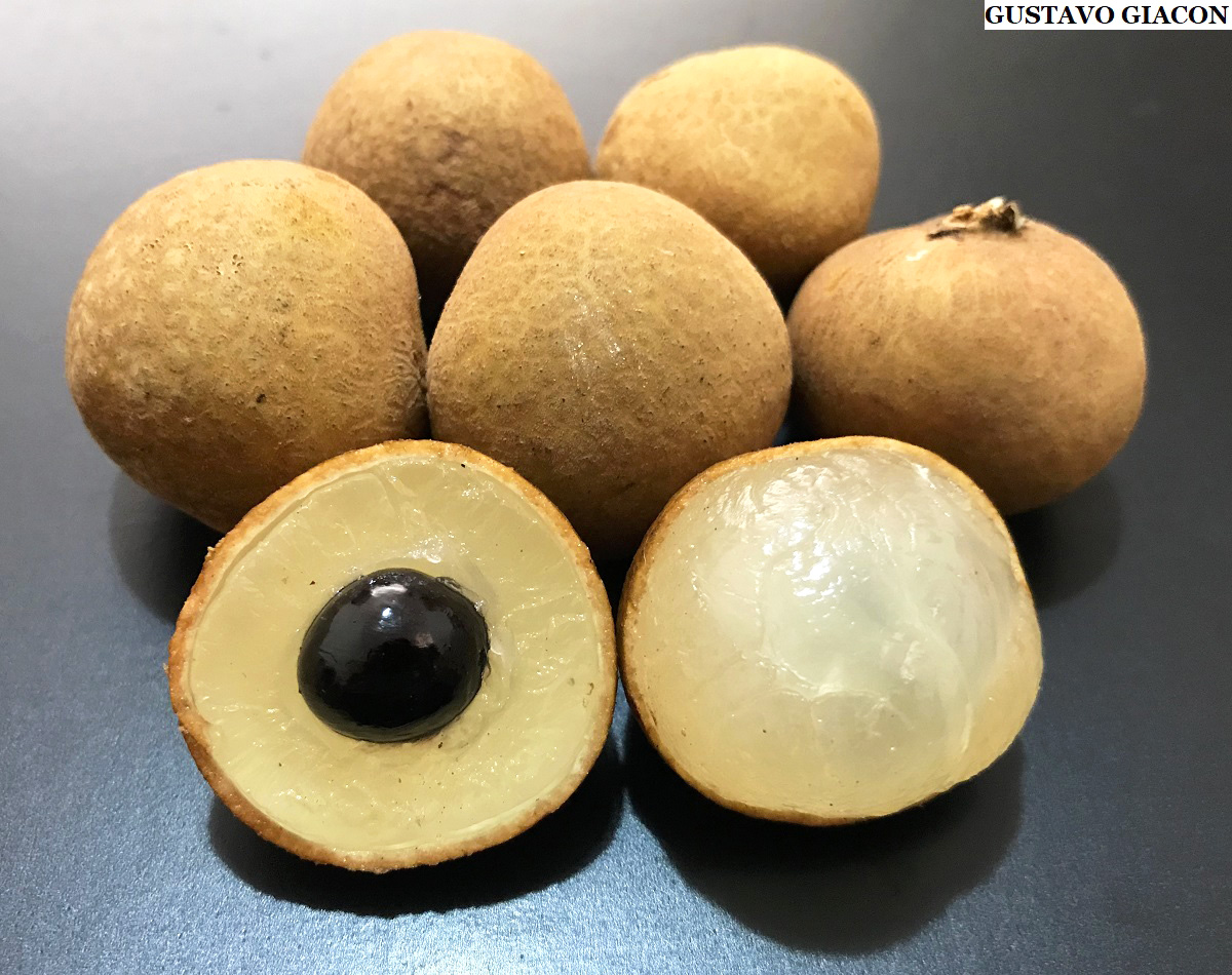 Viveiro Ciprest - Plantas Nativas e Exóticas: Longana Tailandesa Biew ...