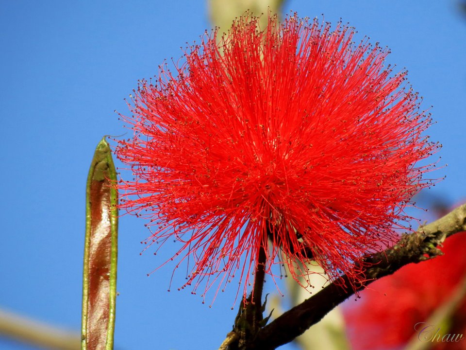 Little Voice In English: Shan State