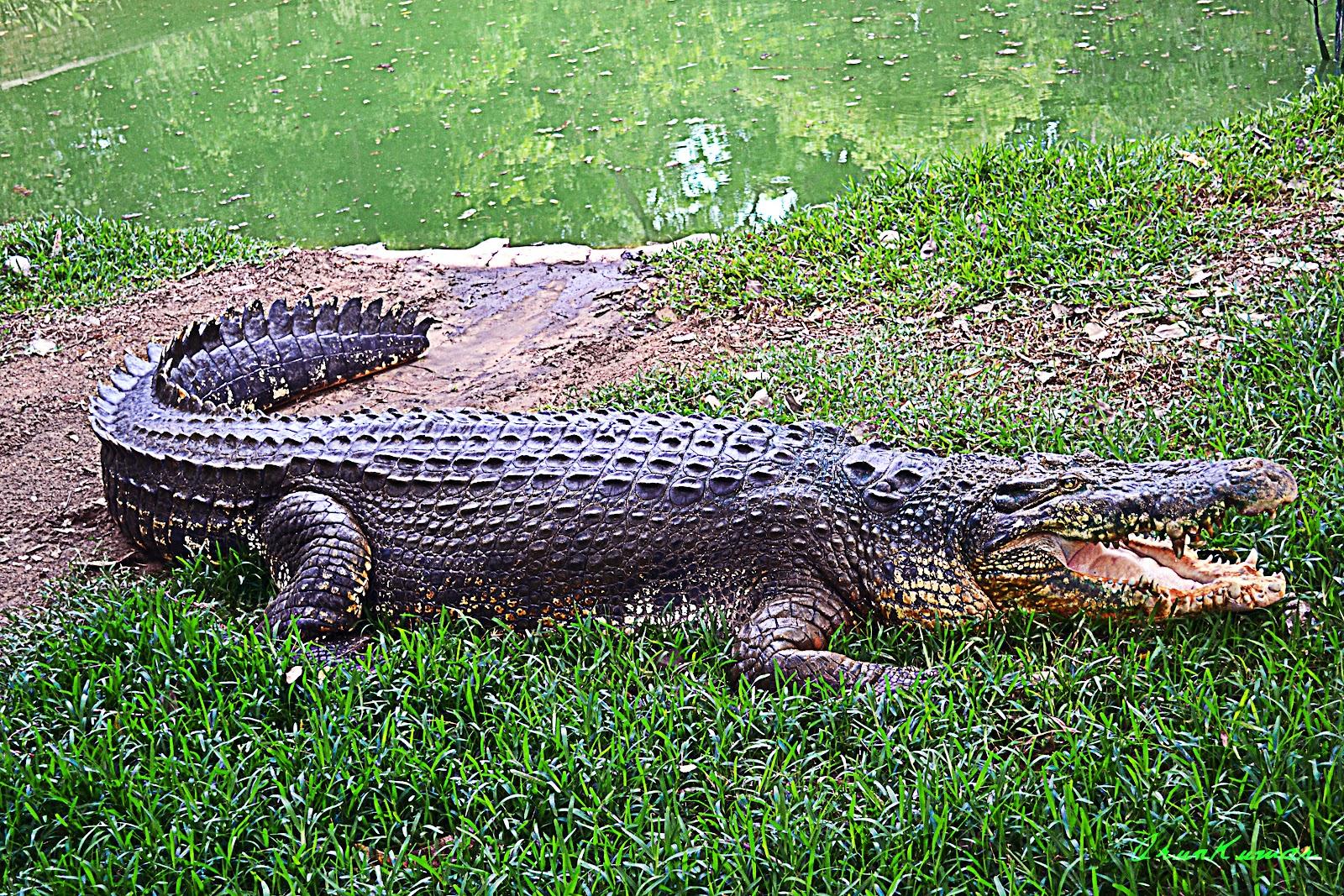 The Light Capturer - Arun Kumar V: The Madras Crocodile Bank Trust and ...