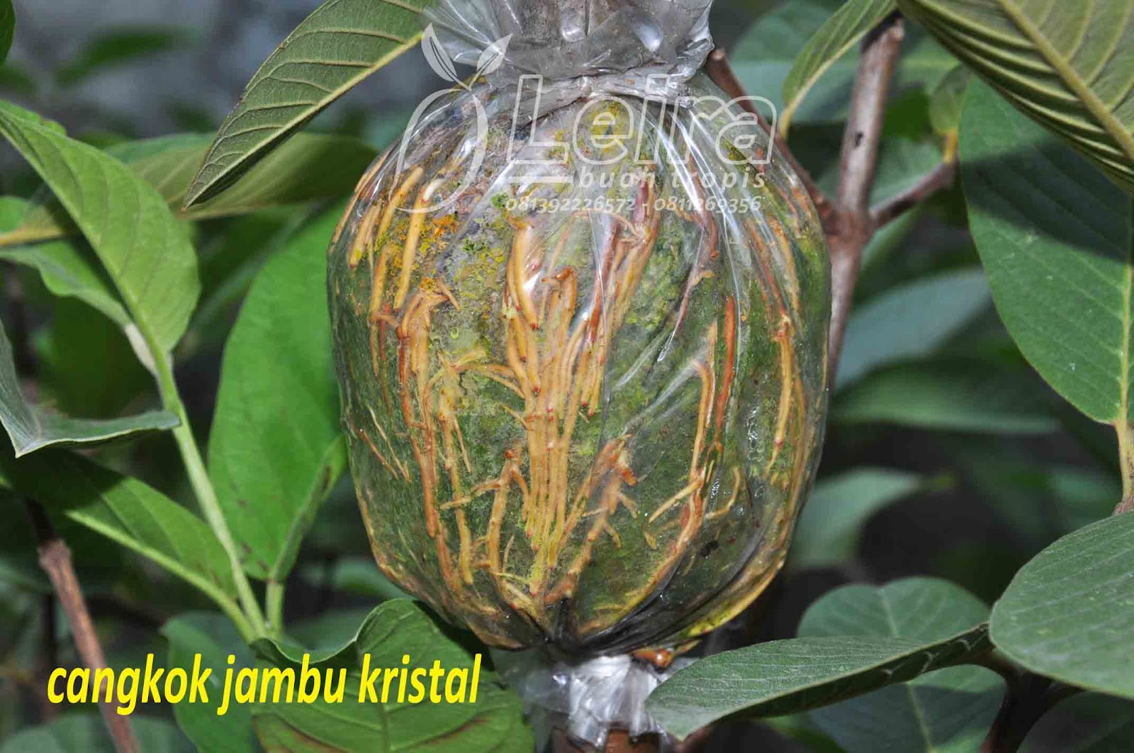 GADIS PETANI: Tips Mencangkok Tanaman Buah