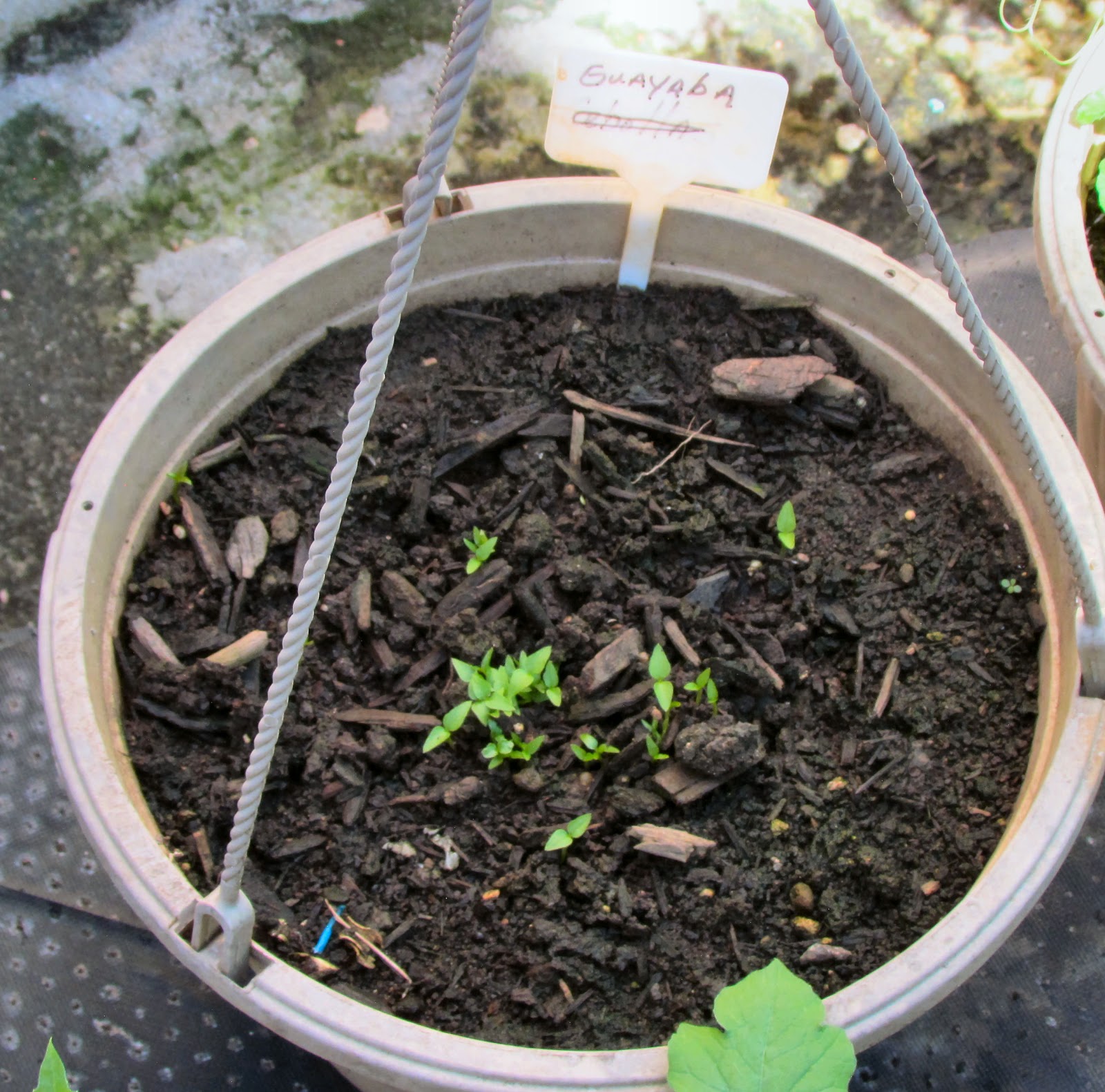 Foto Blog Puerto Rico: Semillas de Espinacas de Guayaba y mas...