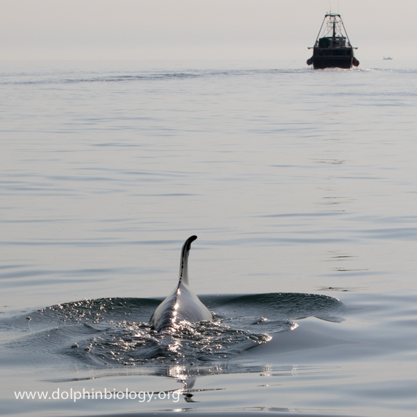 Dolphin Biology and Conservation: Dolphin following trawler