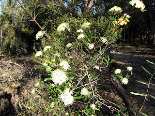 Sydney's Wildflowers and Native Plants: Phebalium squamulosum - Scaly ...