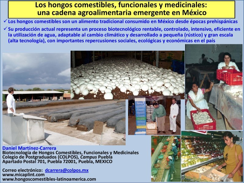 El cuexcomate: Cultivo de hongos en México 1 - Las especies y su cultivo