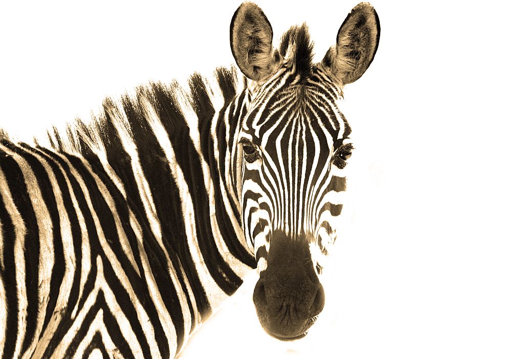 Elsen Karstad's 'Pic-A-Day Kenya': Zebra Graphic- Nairobi Park Kenya