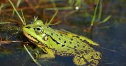 Heel Veel Weetjes: 12 weetjes over kikkers